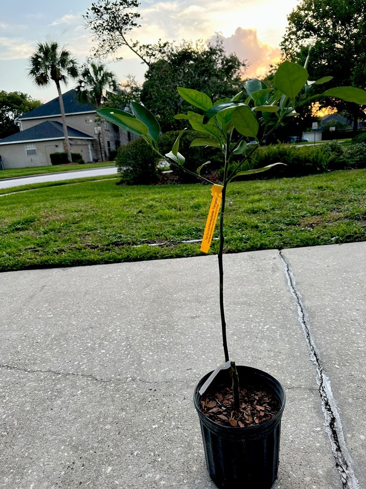 Florida Red Mineola Tangelo Honeybell Tree GRAFTED . 2-4ft Tall. Ship ...