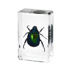 30Pcs Real Insect Specimen Bugs in Resin Collection Beetle in Resin ...