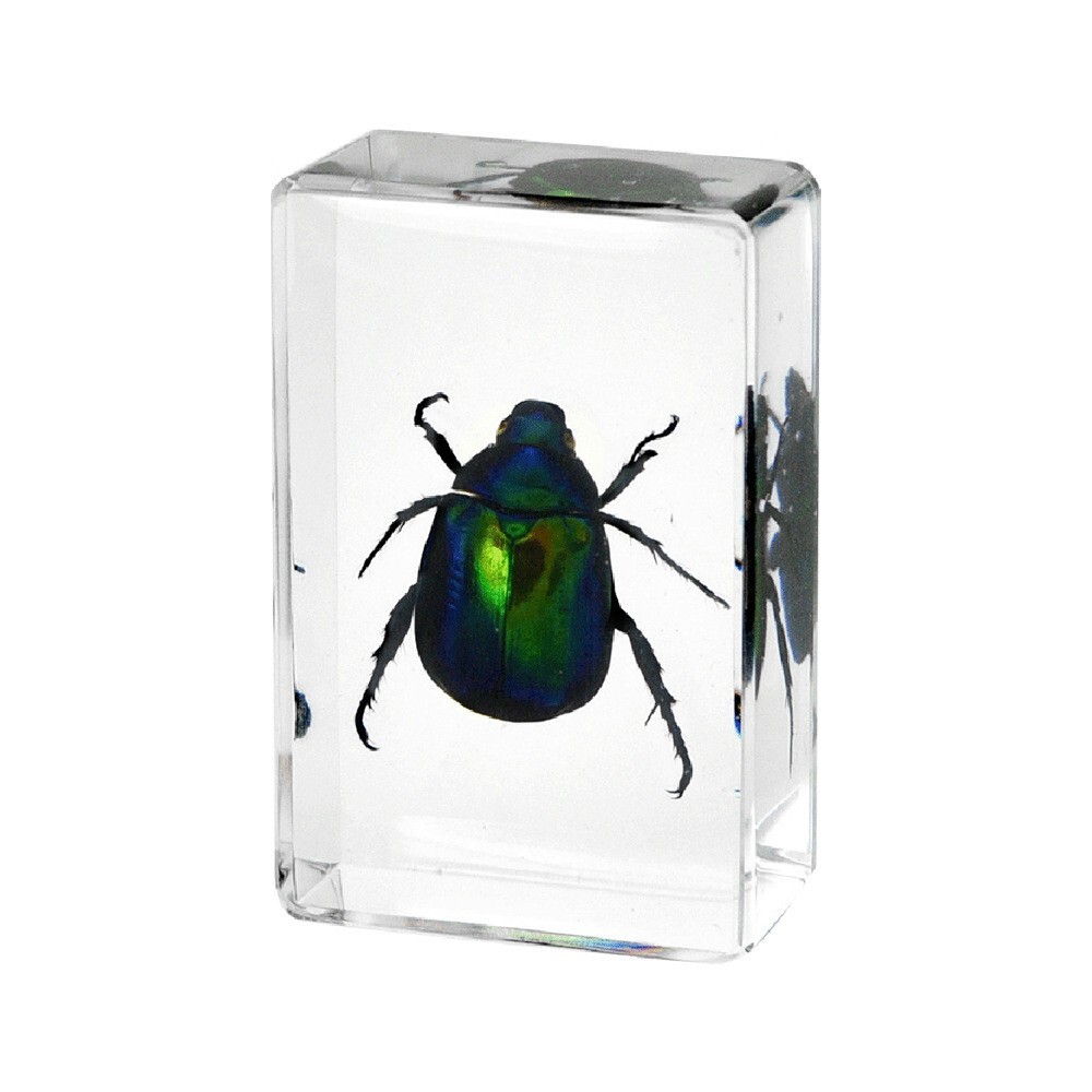 30Pcs Real Insect Specimen Bugs in Resin Collection Beetle in Resin ...