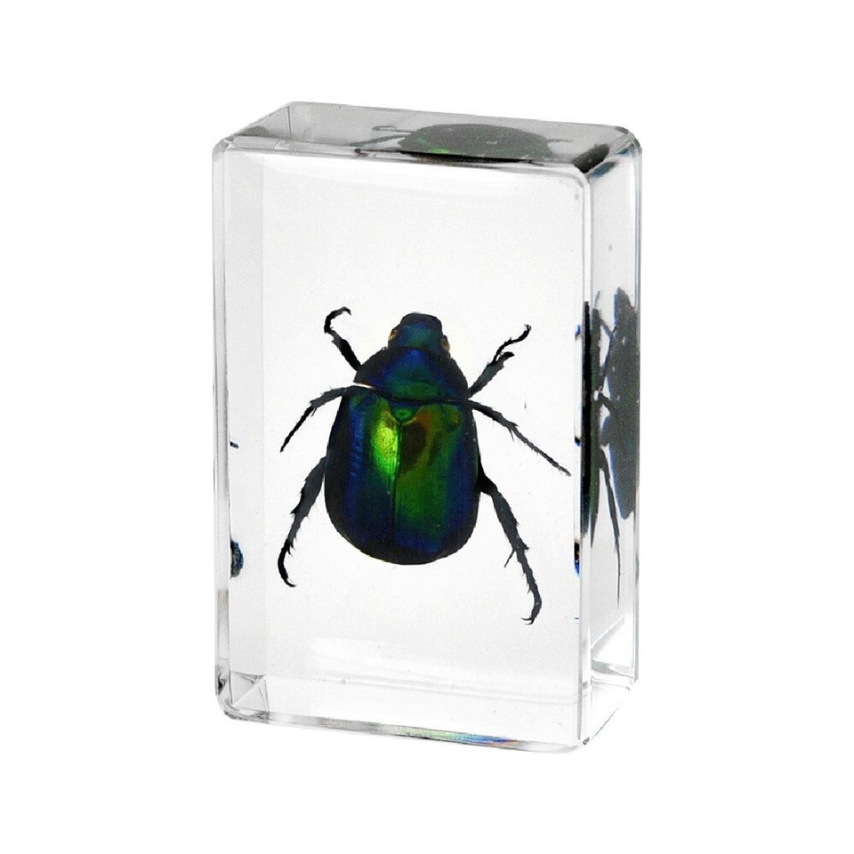 30Pcs Real Insect Specimen Bugs in Resin Collection Beetle in Resin ...