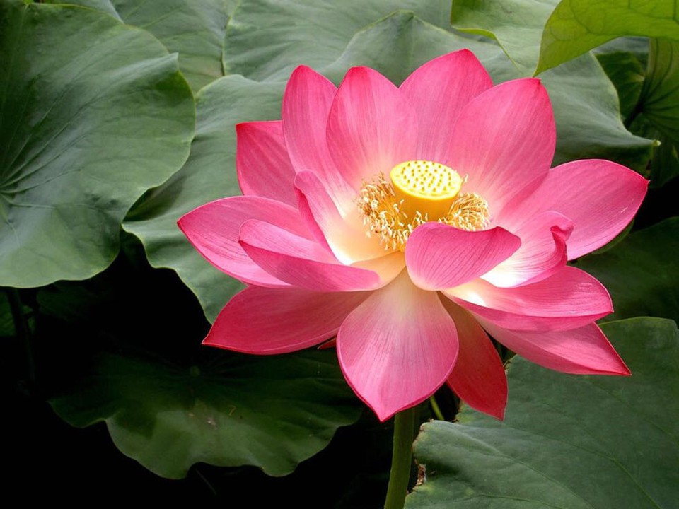 20+ NELUMBO NUCIFERA Seeds *Free Shipping!* Pink Lotus Seeds Sacred ...