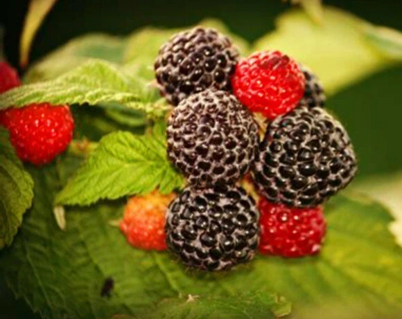 Wild Black Raspberry Plant