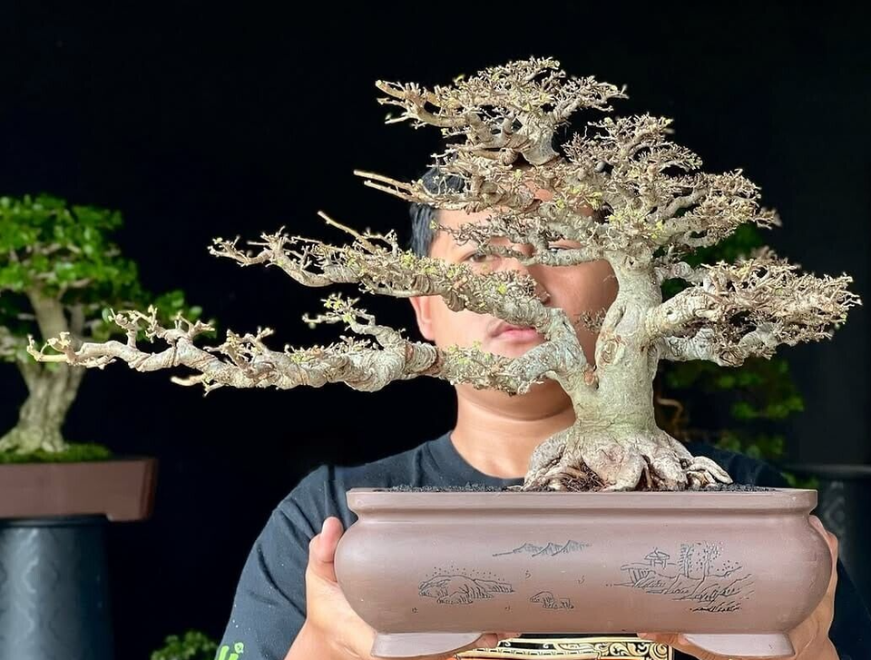 Bonsai tree || Bonsai zelcova || Japanese Elm bonsai || Medium size ...
