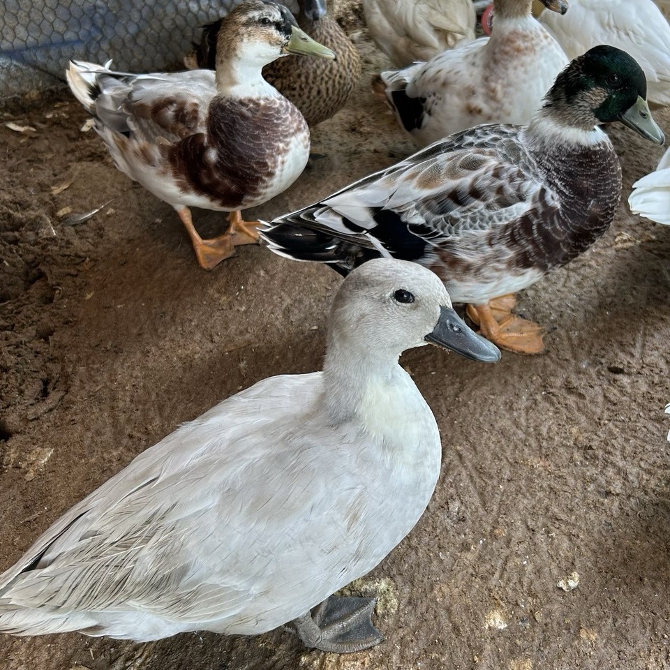 1 DOZEN FERTILE CALL DUCK EGGS FOR HATCHING-PLUS EXTRA | eBay