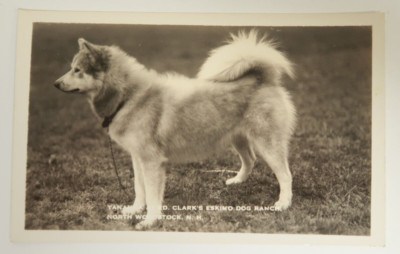 Tananna Ed Clark's Eskimo Dog Ranch Woodstock Vintage Postcard RPPC ...