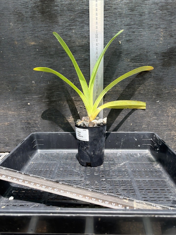 Paph lowii Advanced Species Orchid | eBay Australia