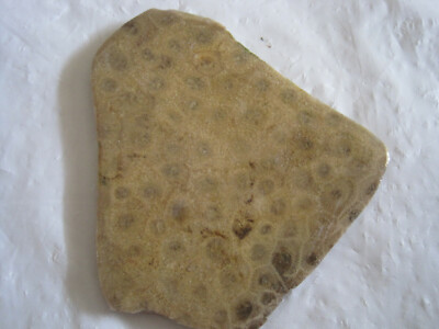#~Polished Petoskey Stone~Coral Fossil~Michigan State Stone w/Box~LBDAB ...