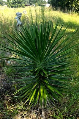 Adams needle Yucca Plants 2-3 year plants 15-16" tall Grow 6-8ft tall ...