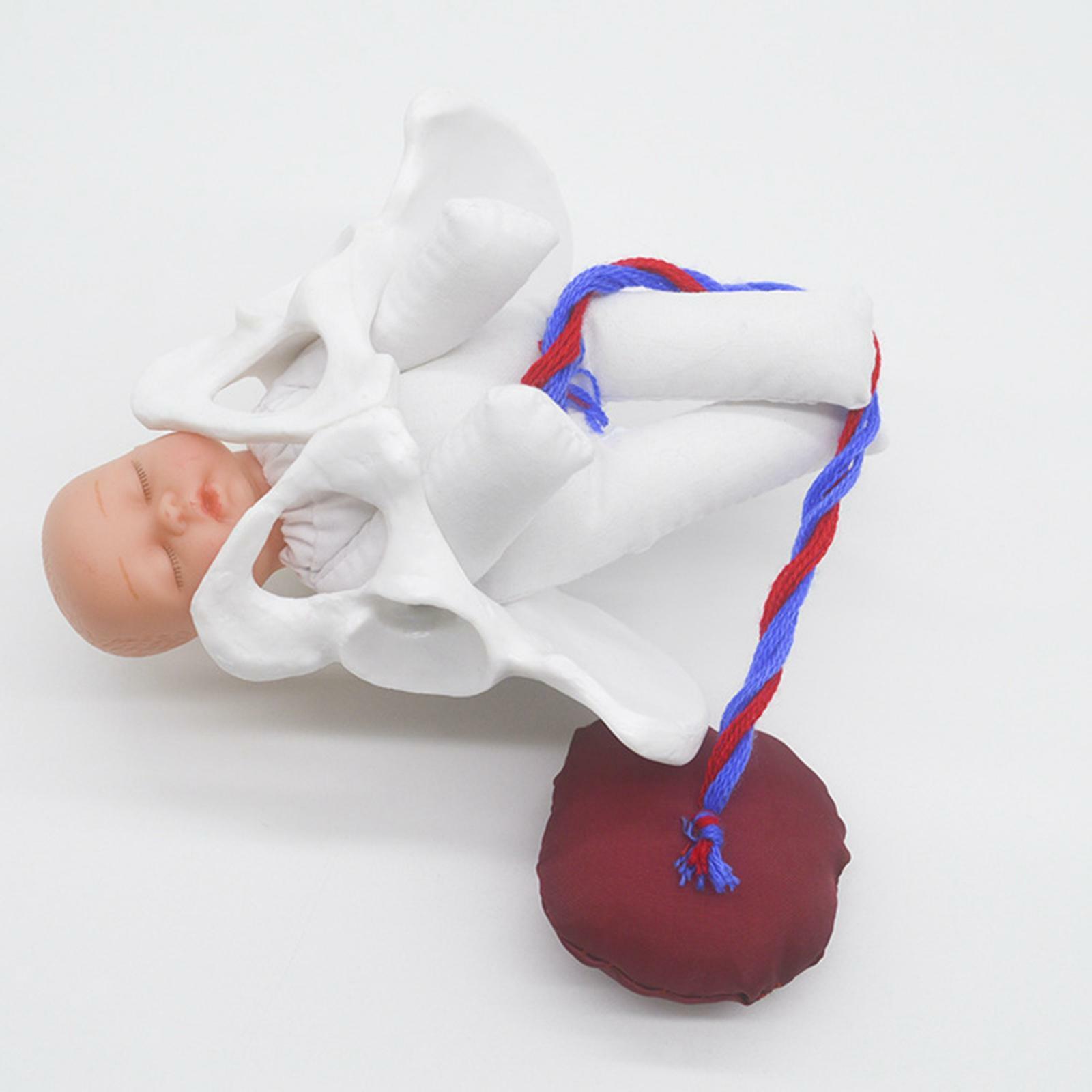 Human Female Pelvis Model Baby with Placenta Model for Science ...