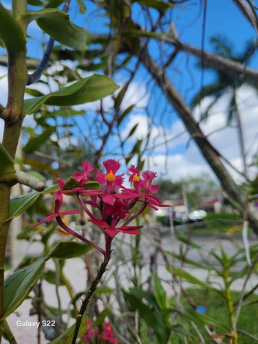 Red Epidendrum radicans – (2) Healthy Reed Stem Orchid (4"-8") Cuttings ...