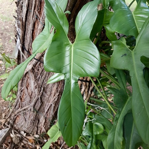 Philodendron Bipennifolium * HORSEHEAD * FIDDLE LEAF * Climbing aroid ...