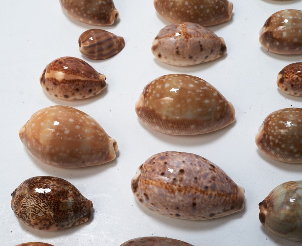 Lot 38 Vintage Cowrie Sea Shell Medium Small Heritage from Collector ...