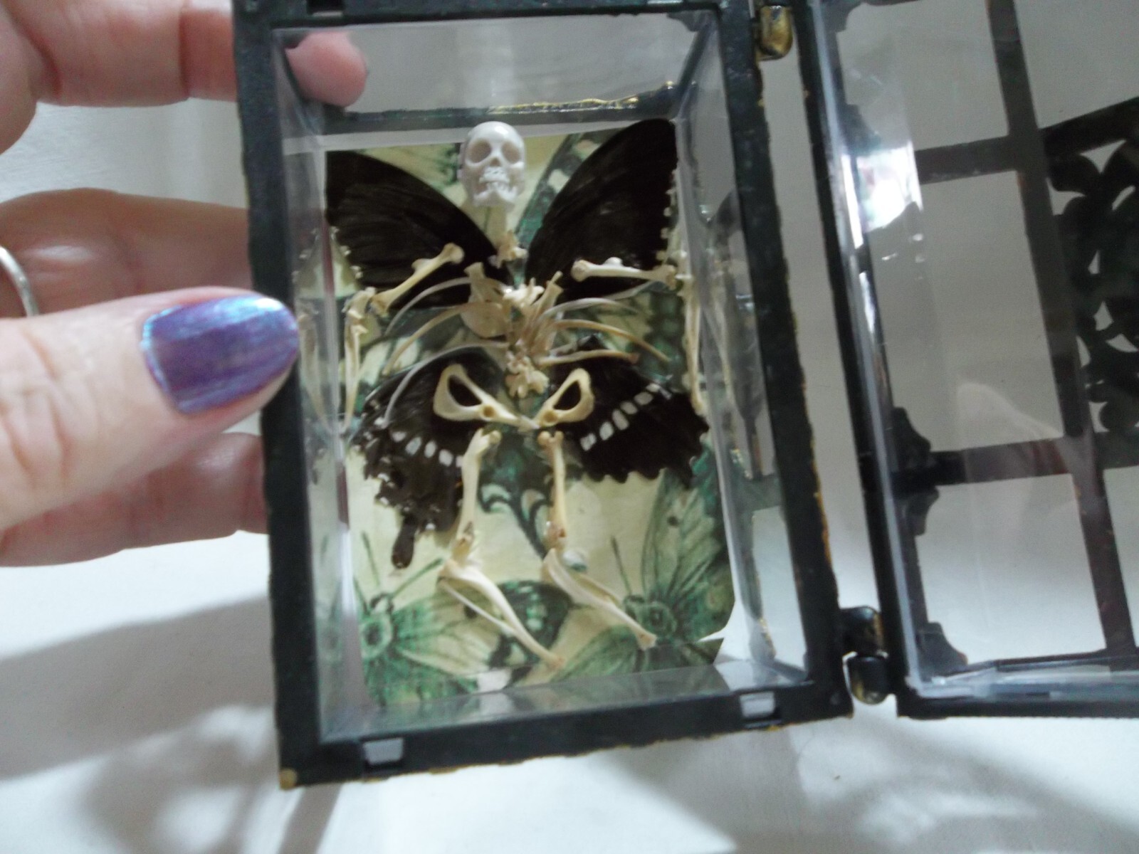 Dead Fairy Forensic Bones Fancy Display Box Sideshow Gaff Oddities ...