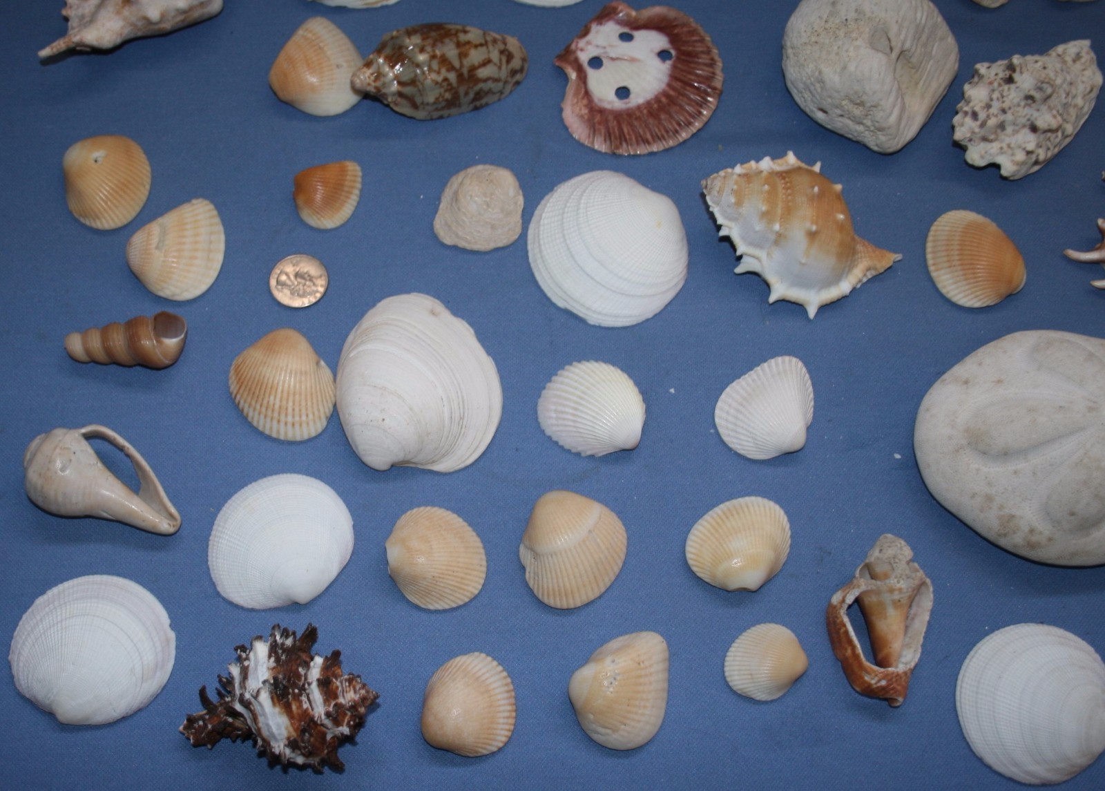 Sea Shells Lot Sea Biscuit Sand Dollar Shell 3 1/2 lbs 56 pcs Conch ...