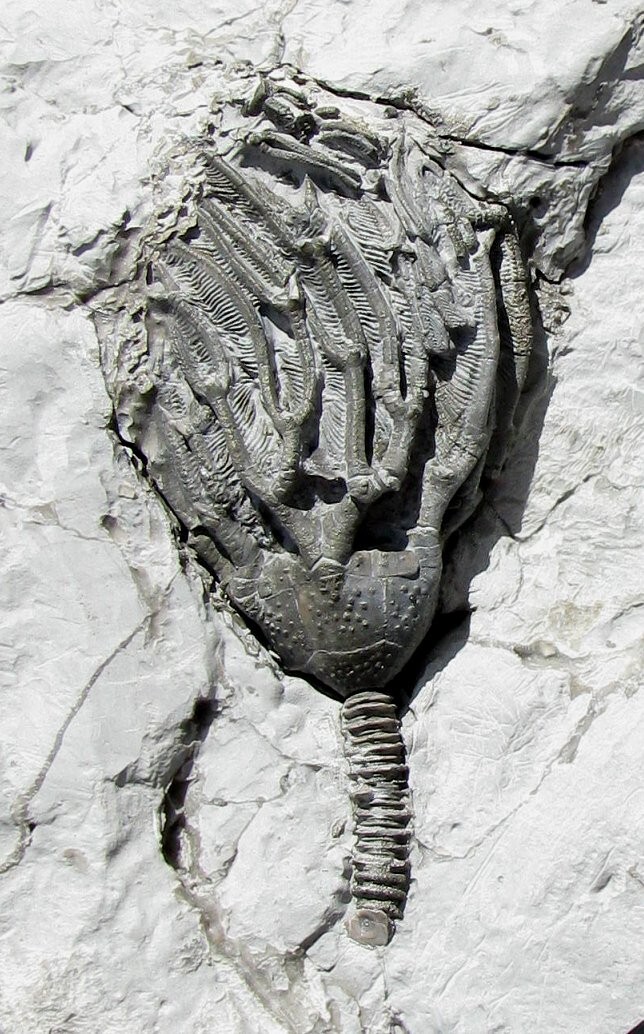 EXTINCTIONS- VERY COOL DEVONIAN PYRITIZED ARTHROACANTHA CRINOID FOSSIL ...