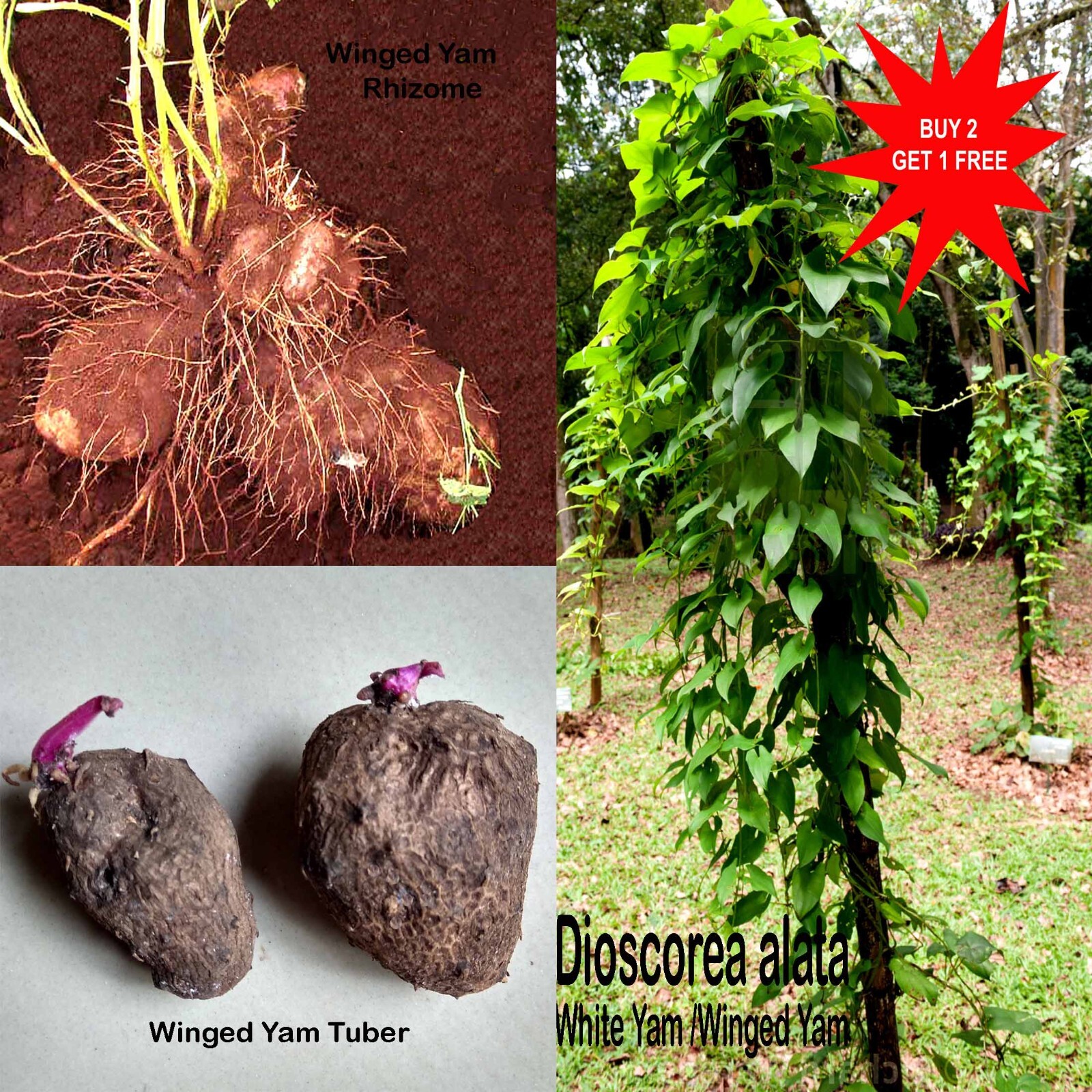 Dioscorea alata / Winged Yam / Purple Yam / Kachil / Kavath / 1 Tuber ...