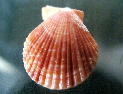 Chlamys Senatoria 22.2 mm GEM , baybi size gorgeous " CHOCOLATE " color ...