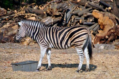 Burchell's African Zebra Zulu Nyala Game Reserve South Africa ...