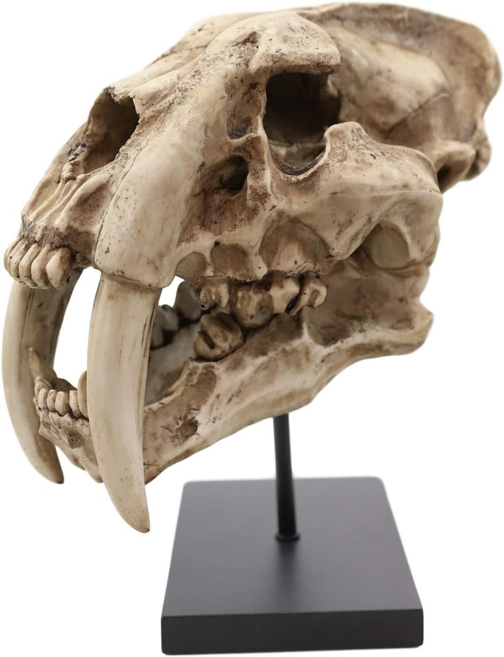 Prehistoric Animal Replica Sabertooth Tiger Cat Fossil Skeleton Skull ...
