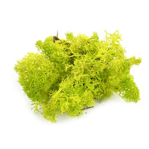 Moss Plants Light Green Lichen Moss Foliage 20g - Model Railway ...