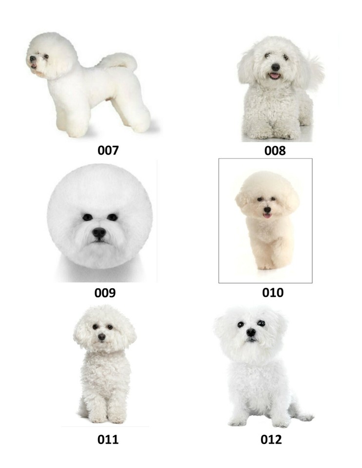 Bichon Frise Return Address Labels - Personalized | eBay