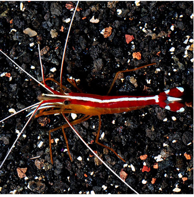 Scarlet Skunk Cleaner Shrimp Fish Cleaning Reef Tank Aquarium Salt ...