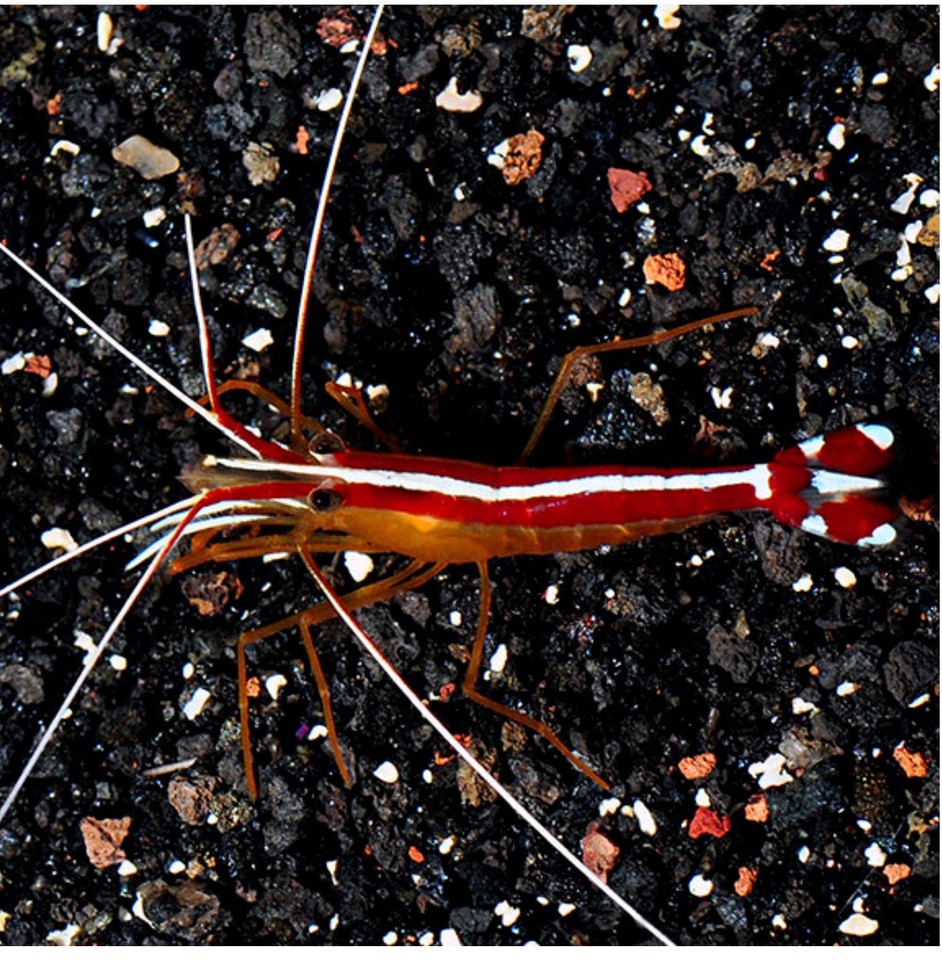 Scarlet Skunk Cleaner Shrimp Fish Cleaning Reef Tank Aquarium Salt ...