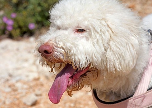 White Lagotto Romagnolo PREMIUM POSTER FILM PRINT HIGH QUALITY Thick ...