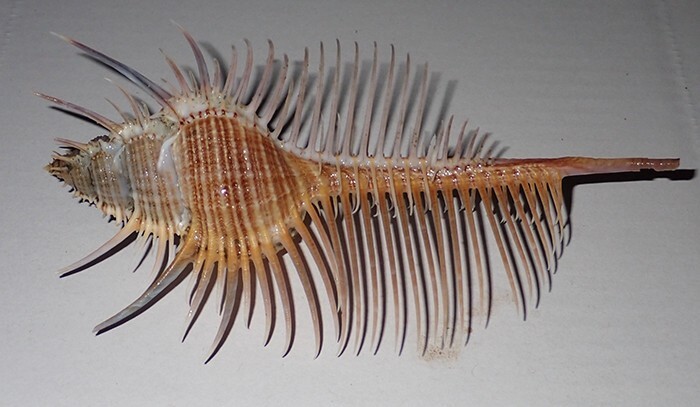 170 mm Long HUGE Murex Suttipraneeae Seashell #AK1 Phi-Phi Island ...