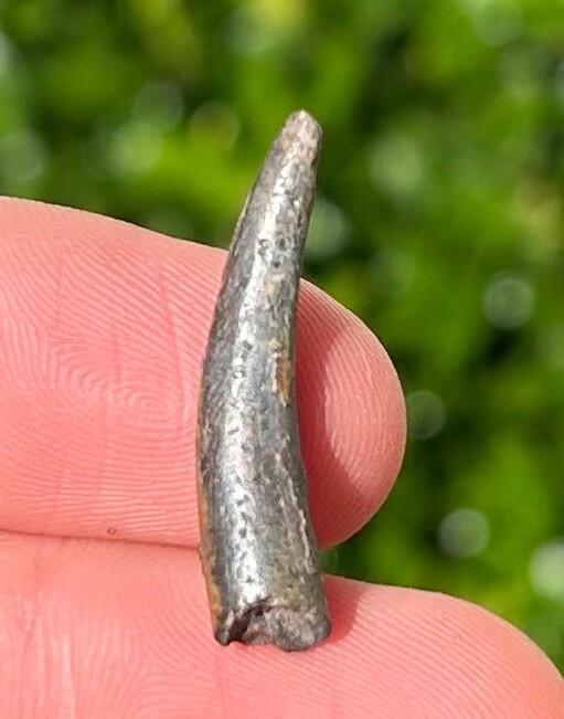 NICE Pterosaur Tooth from Niger Fossil Flying Dinosaur Tooth 1 ...