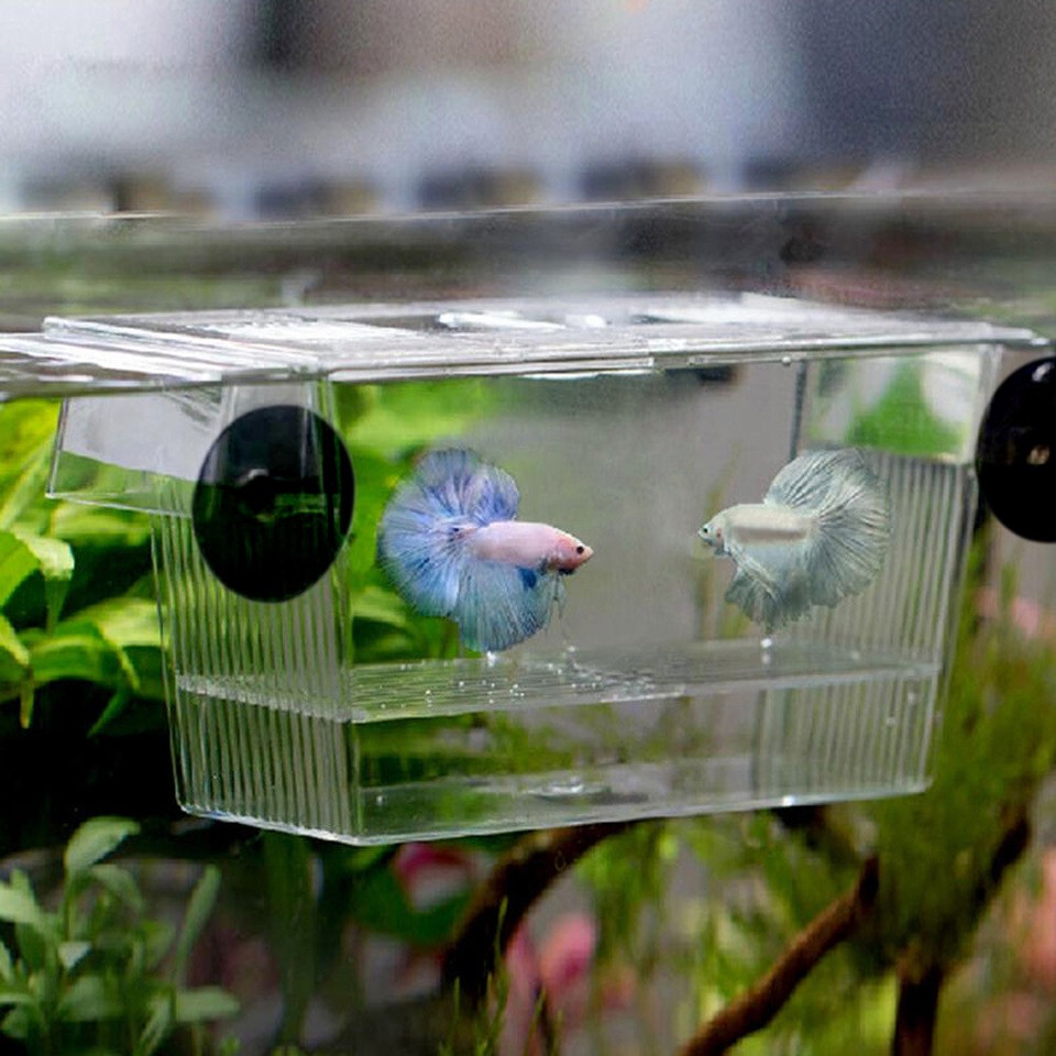 Transparent Aquarium Breeder Hatchery Box Fish Tank Isolation Box ...