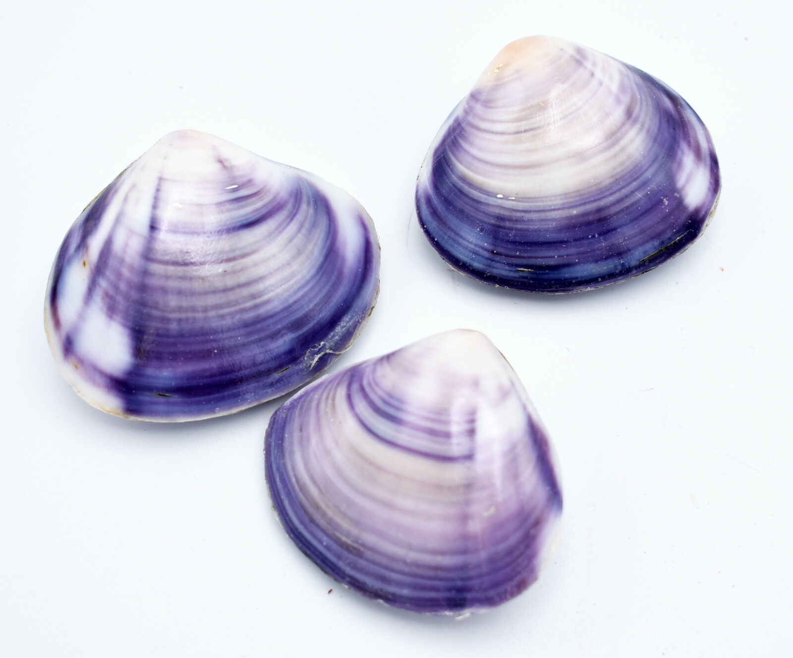 6 Polished Purple Clams (Pair) 1.5-2" Beach Crafts Ocean Jewelry ...