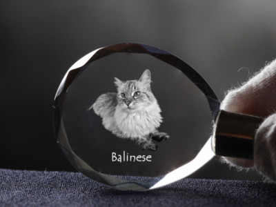 Balinese Cat, Crystal Round Keychain, Crystal Animals DE | eBay