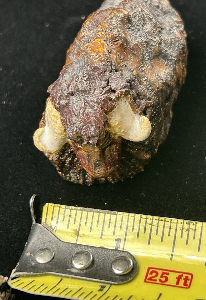 Polished Fossilized Woolly Mammoth Molar Carving 3x2” Ice Age ...