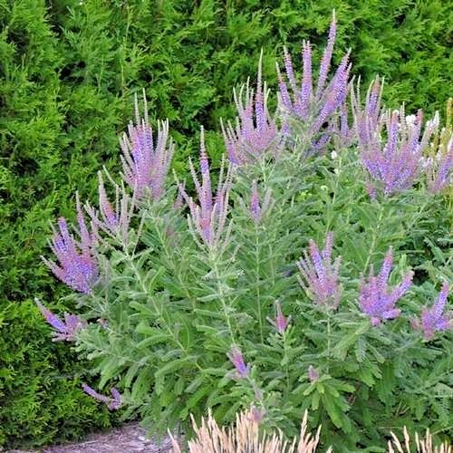100+LEAD PLANT Seed Native Wildflower Poor Soils Drought Heat Cold ...
