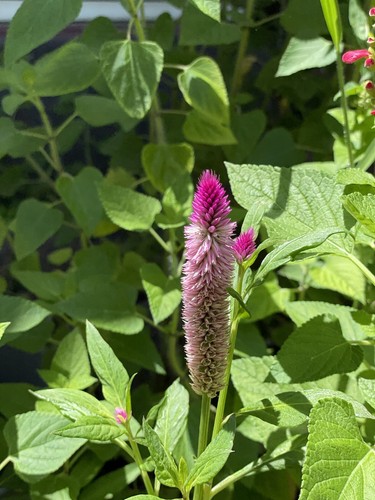 3 Amaranth Plants, Nectar Full Bee Attractive. Small Plant, Pink Blooms ...