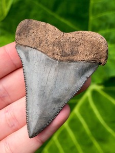 Hooked On Shark Teeth | eBay Stores