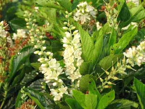 30 COMPACT SWEET PEPPERBUSH SEEDS -Clethra alnifolia 'Compacta' | eBay