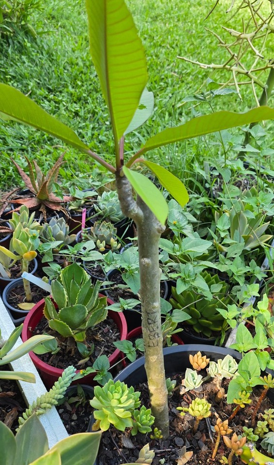 Plumeria / Frangipani CHARLOTTE EBERT (1x Rooted Plant) - Rare Variety ...