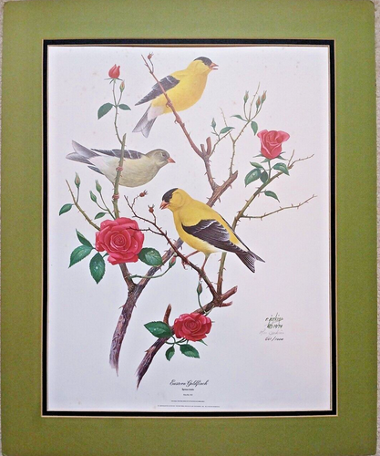 Ron Jenkins 1974 Signed Print "Eastern Goldfinch" Limited Edition 601/ ...