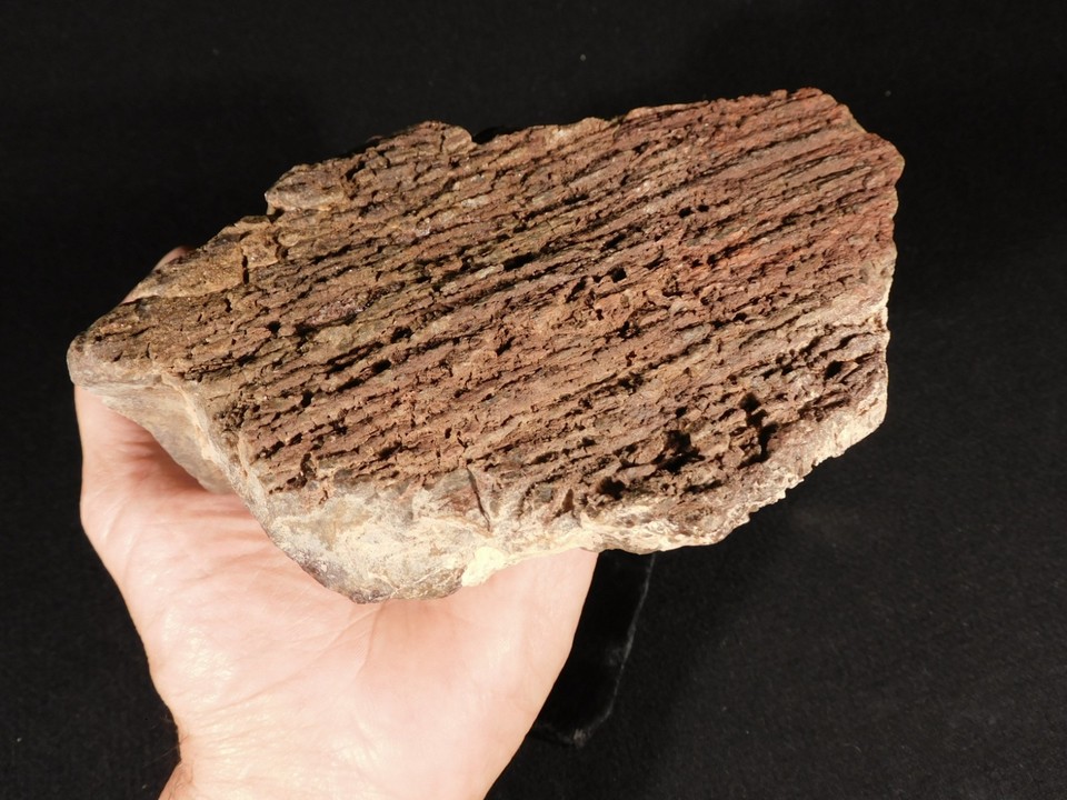 Larger! FERN PALM or CYCAD Fossil From Jurassic Utah! 100% Natural ...