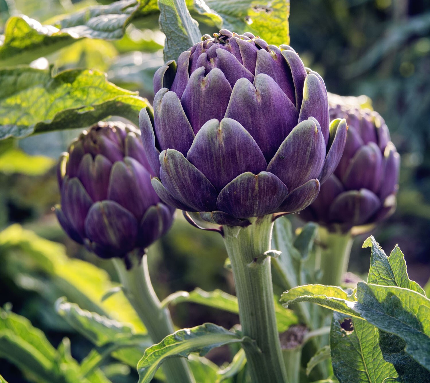15+Purple Romagna Artichoke Seeds Italian Artichoke Perennial plant ...