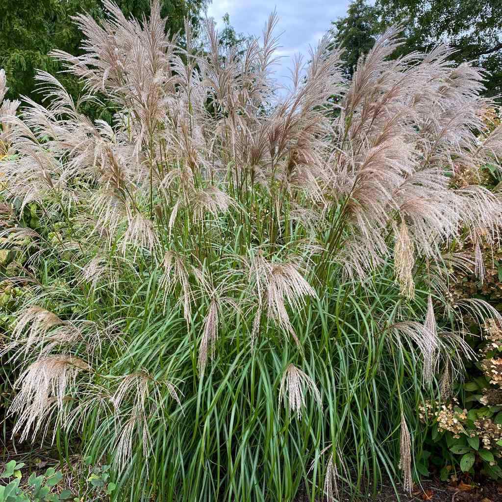 Miscanthus sinensis Memory 2L - Une espèce appréciée d'herbe ...