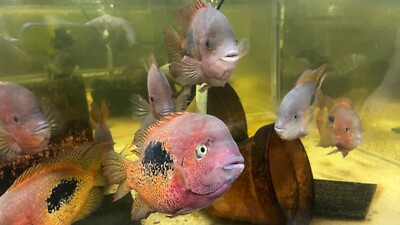 Vieja bifasiata /Red-spotted Cichlid | eBay