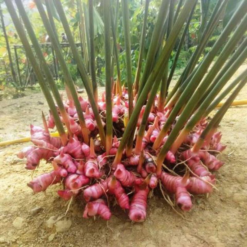 Fresh Red Galangal ~ Pinia Purpurata K Schum ~ Laos ~ Lengkuas ~ For ...