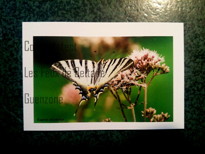 FLAMBE PAPILLON BUTTERFLY photo carte postale postcard | eBay