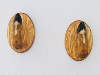 Taxidermy Deer Hoof Gun Rack on Oak Plaques Deer Foot Deer Feet | eBay
