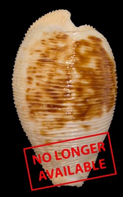 Conchiglia Shell CYPRAEA CAPENSIS Sudafrica 27,7 mm # NO LONGER ...
