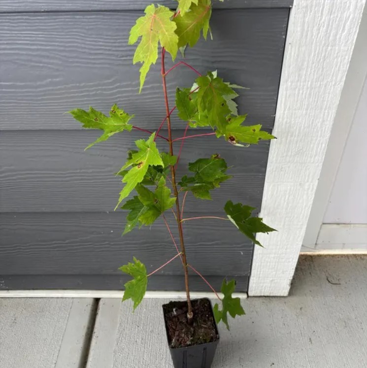 Autumn Blaze Maple Live Tree - 1-2ft Tall - 1qt Pot - Acer Maple ...