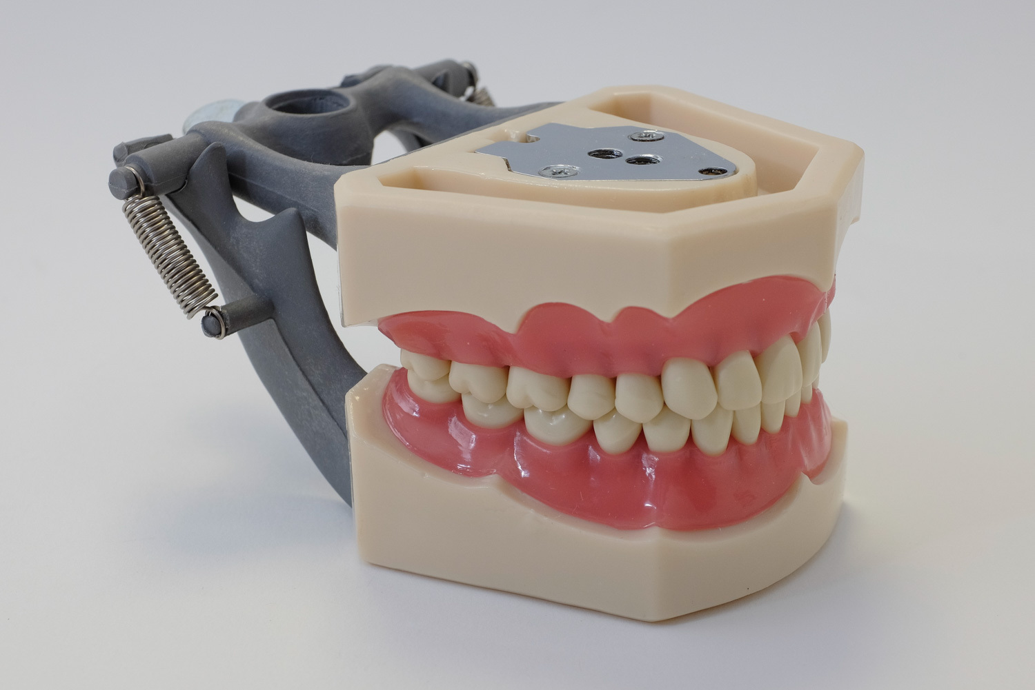 Dental Anatomy Typodont Educational Model 560 Removable Teeth NBDE NERB ...